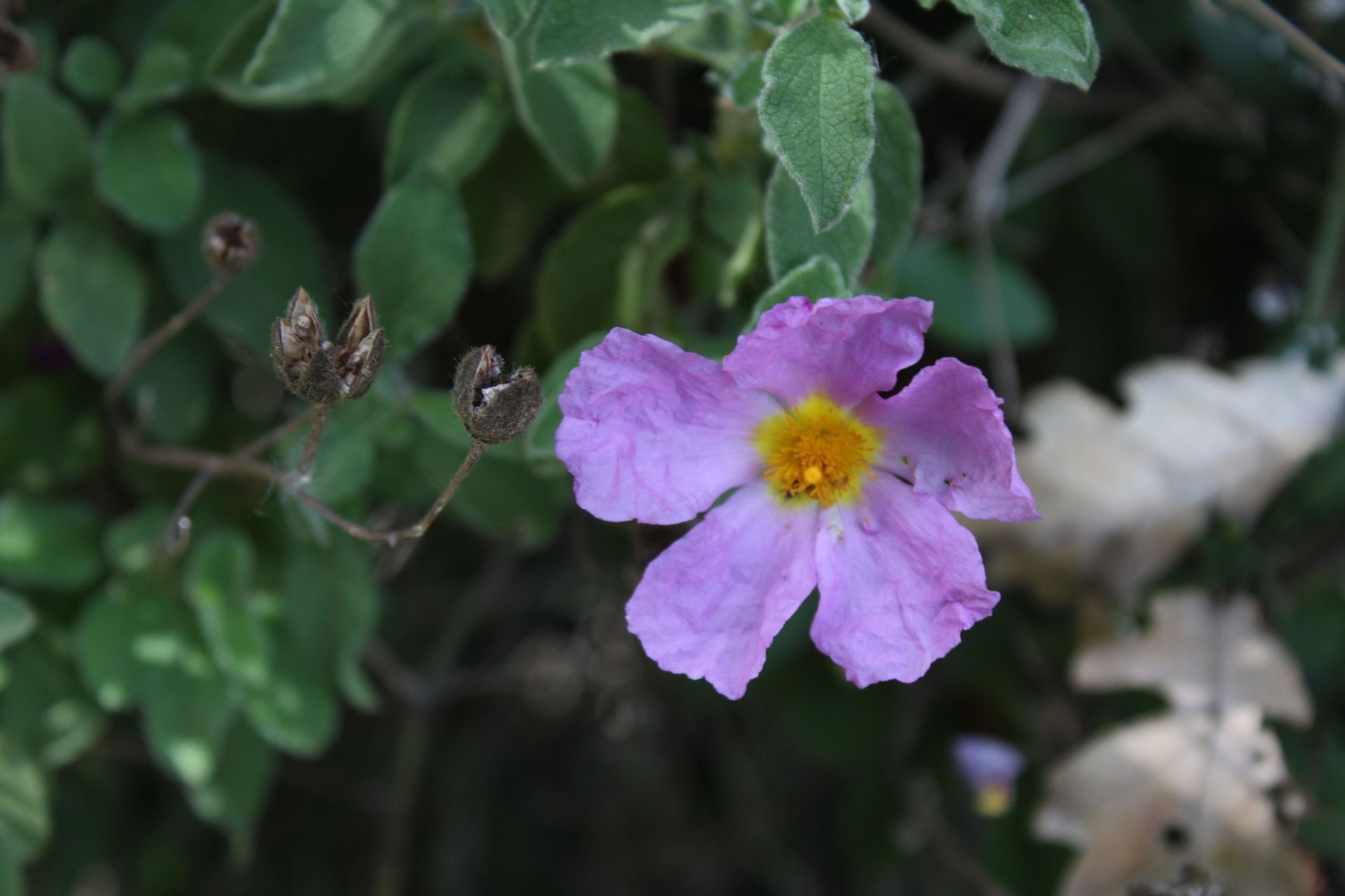 Valentina Ferrini | WeRoad